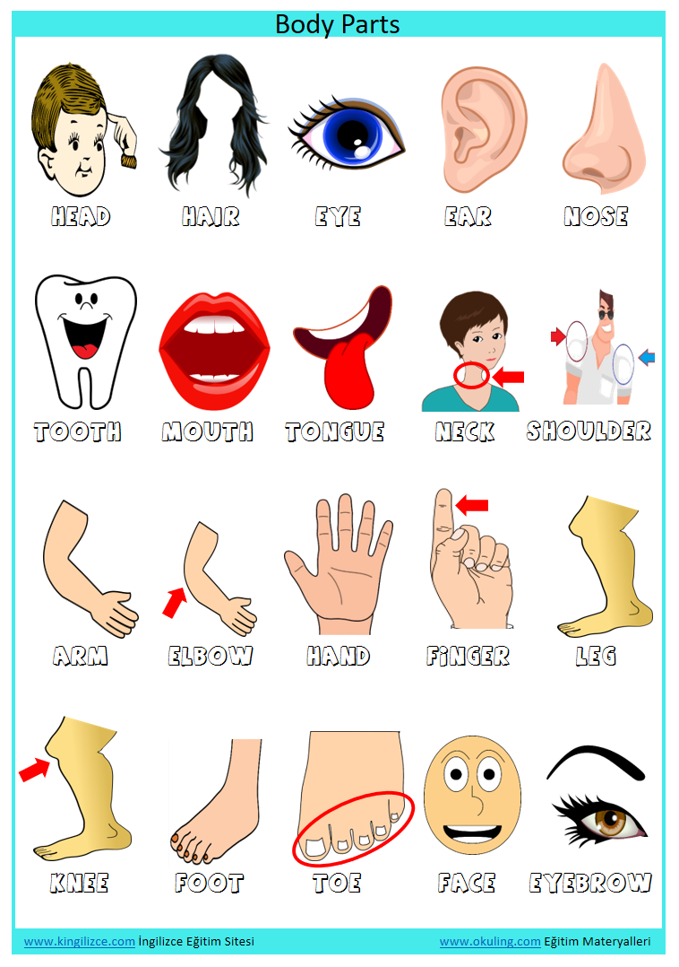 Body Parts – İngilizce Vücut Bölümleri – Kingilizce